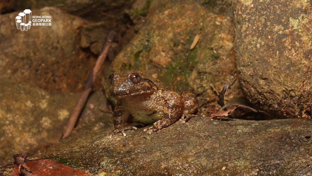 Hong Kong UNESCO Global Geopark