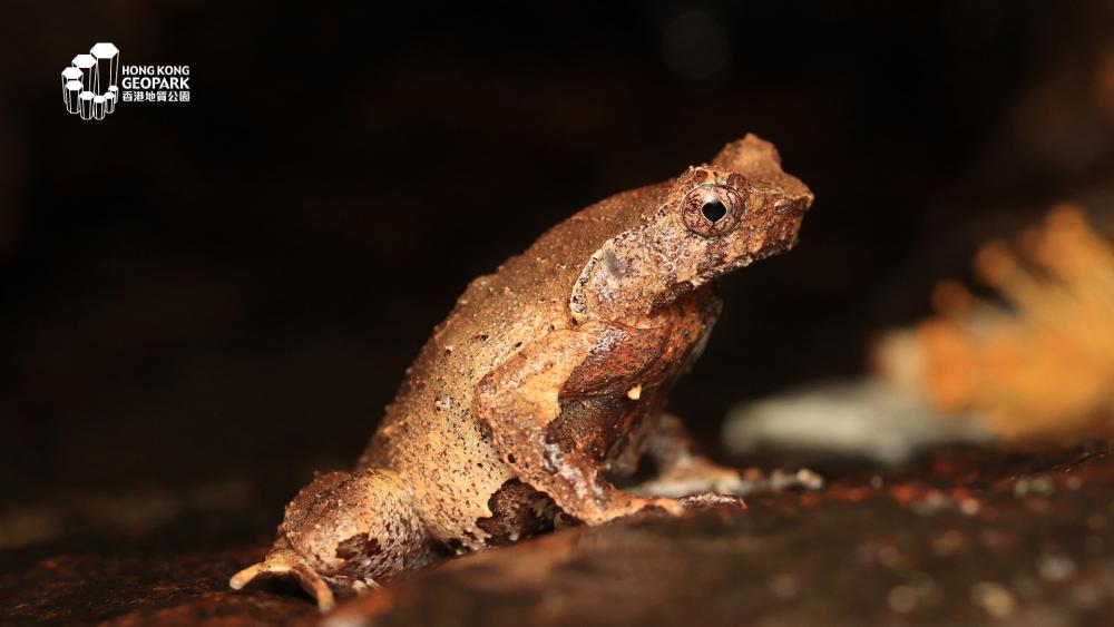 Hong Kong UNESCO Global Geopark
