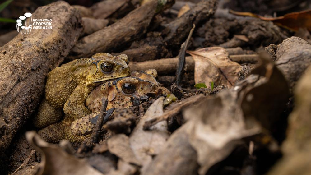 Hong Kong UNESCO Global Geopark
